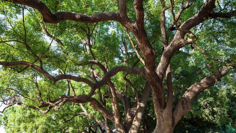 Uncovering the Health Advantages of Menthol | holus naturals